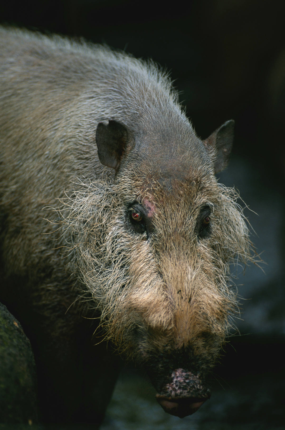 Wild Hog Population by State 2025
