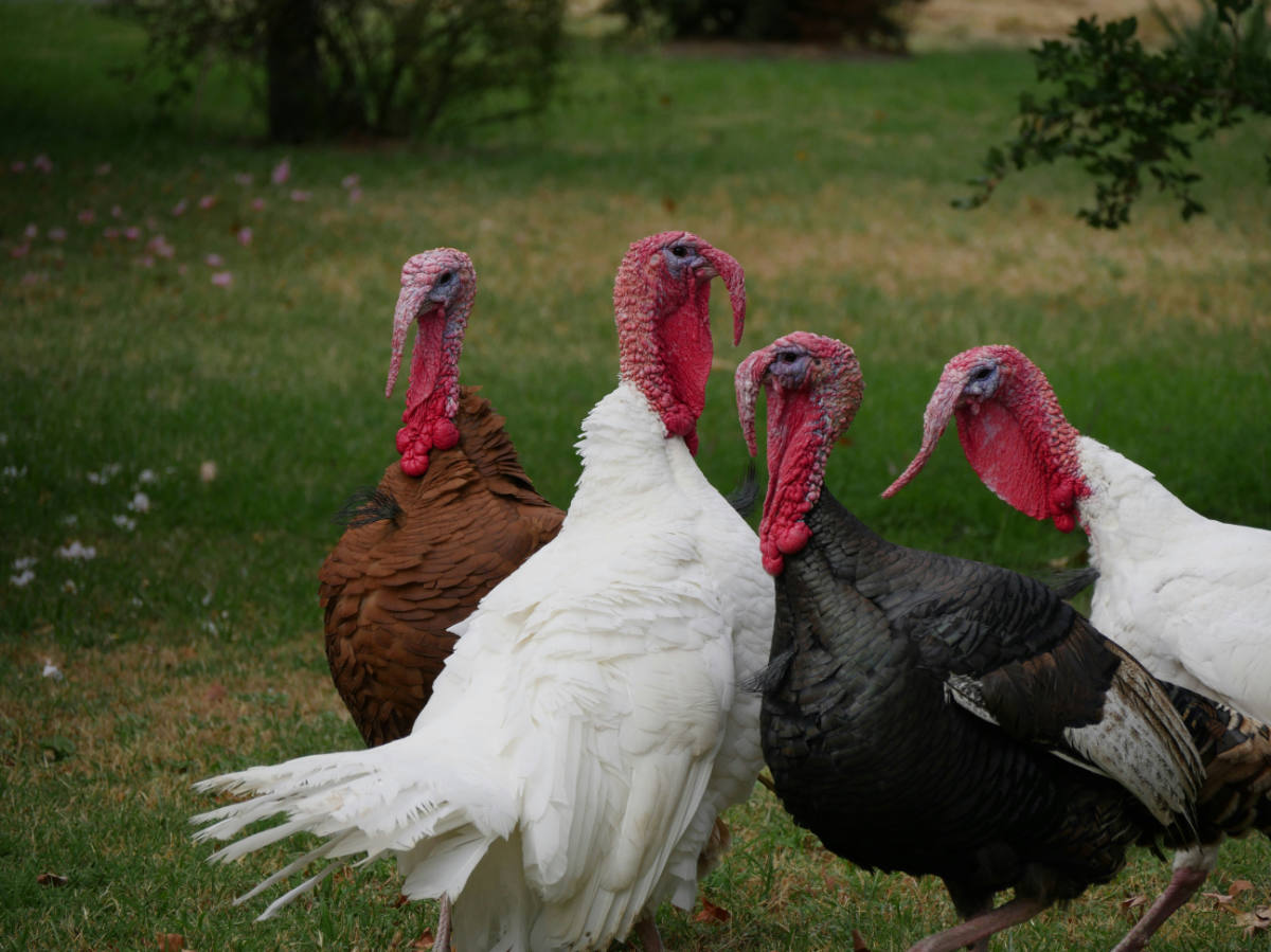 Wild Turkey Population by State 2026