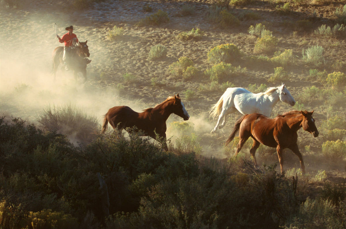Wild West States